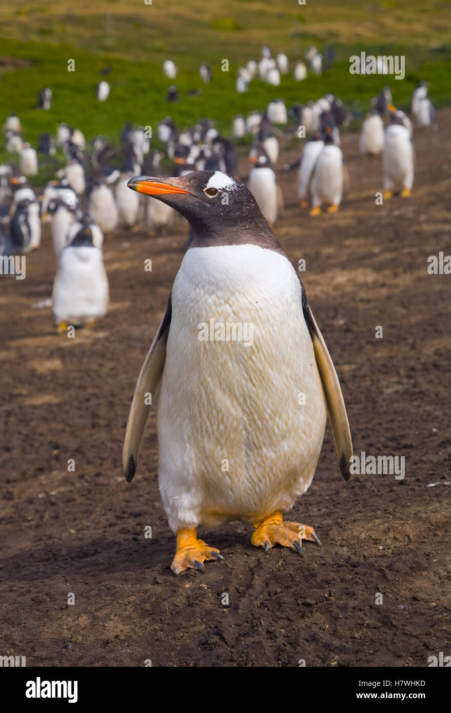 Gentoo Penguin (Pygoscelis papua) adult and immature birds standing on ...