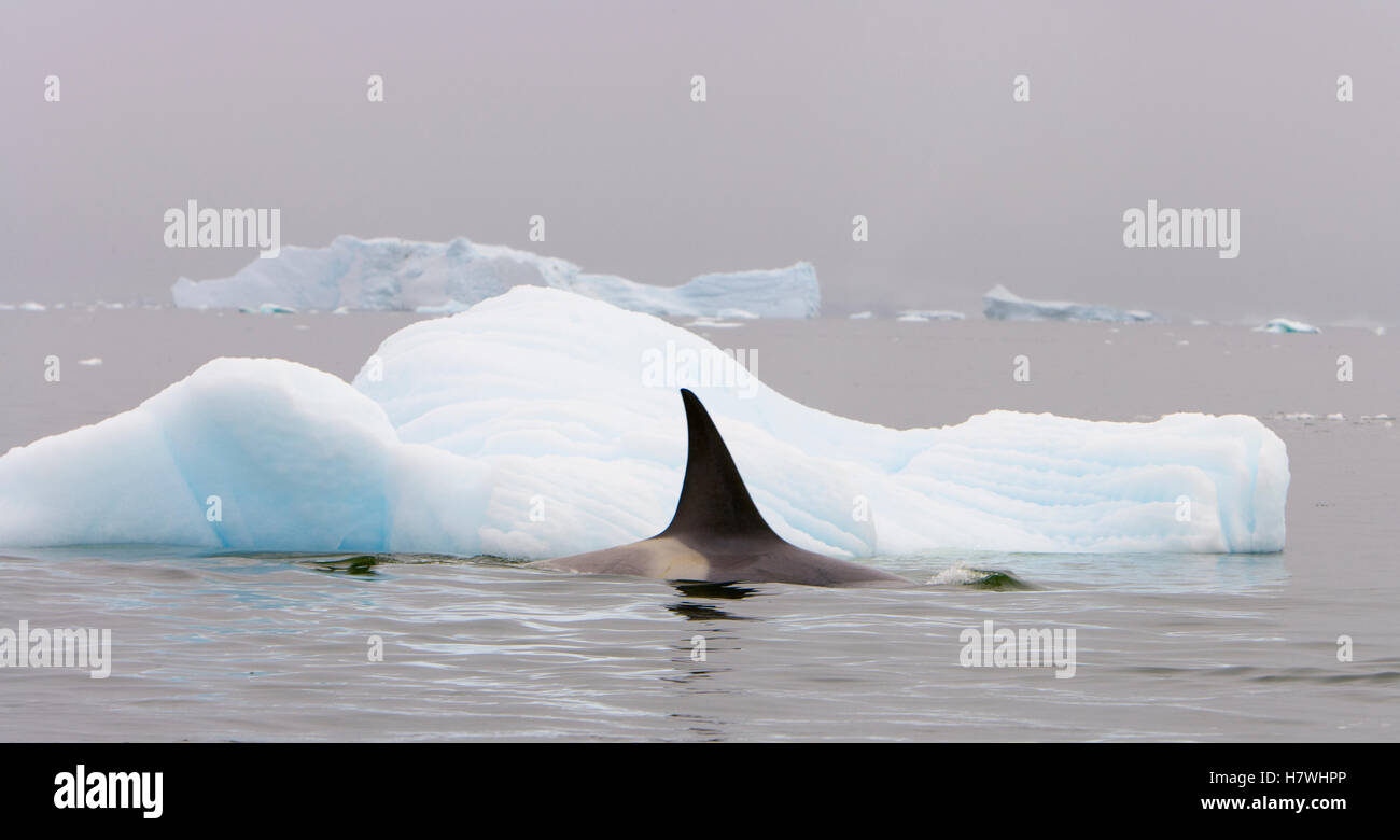 Orca (Orcinus orca) showing yellow coloration of skin caused by diatom ...