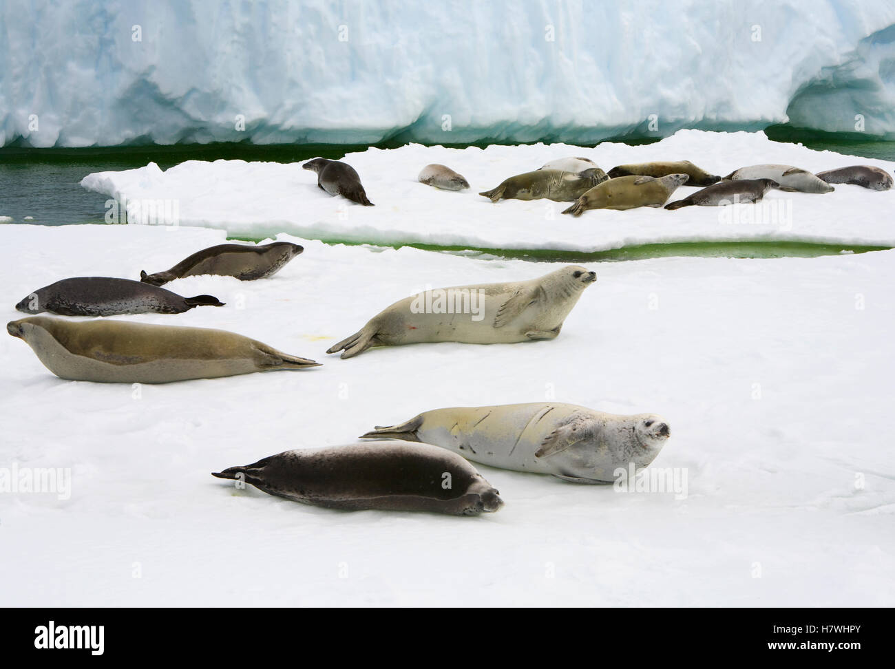 Crabeater Seal (Lobodon carcinophagus) group resting on ice floe ...