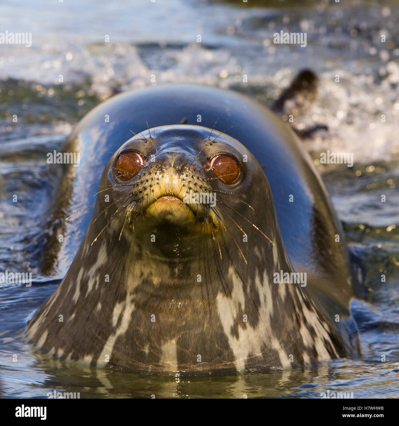 Weddell Seal (Leptonychotes weddellii) young in surf zone, western ...