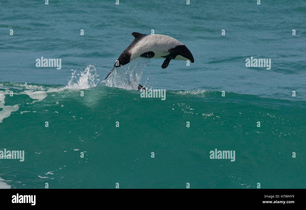 Commerson's Dolphin (Cephalorhynchus commersonii) jumping out of the ...