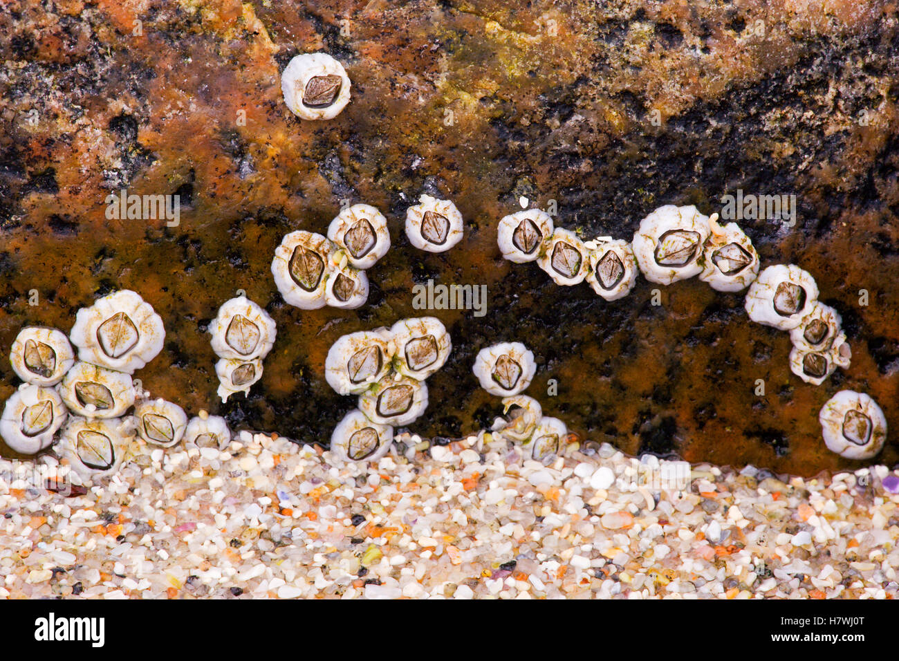Northern Acorn Barnacle (Balanus balanoides), Lofoten, Norway Stock ...