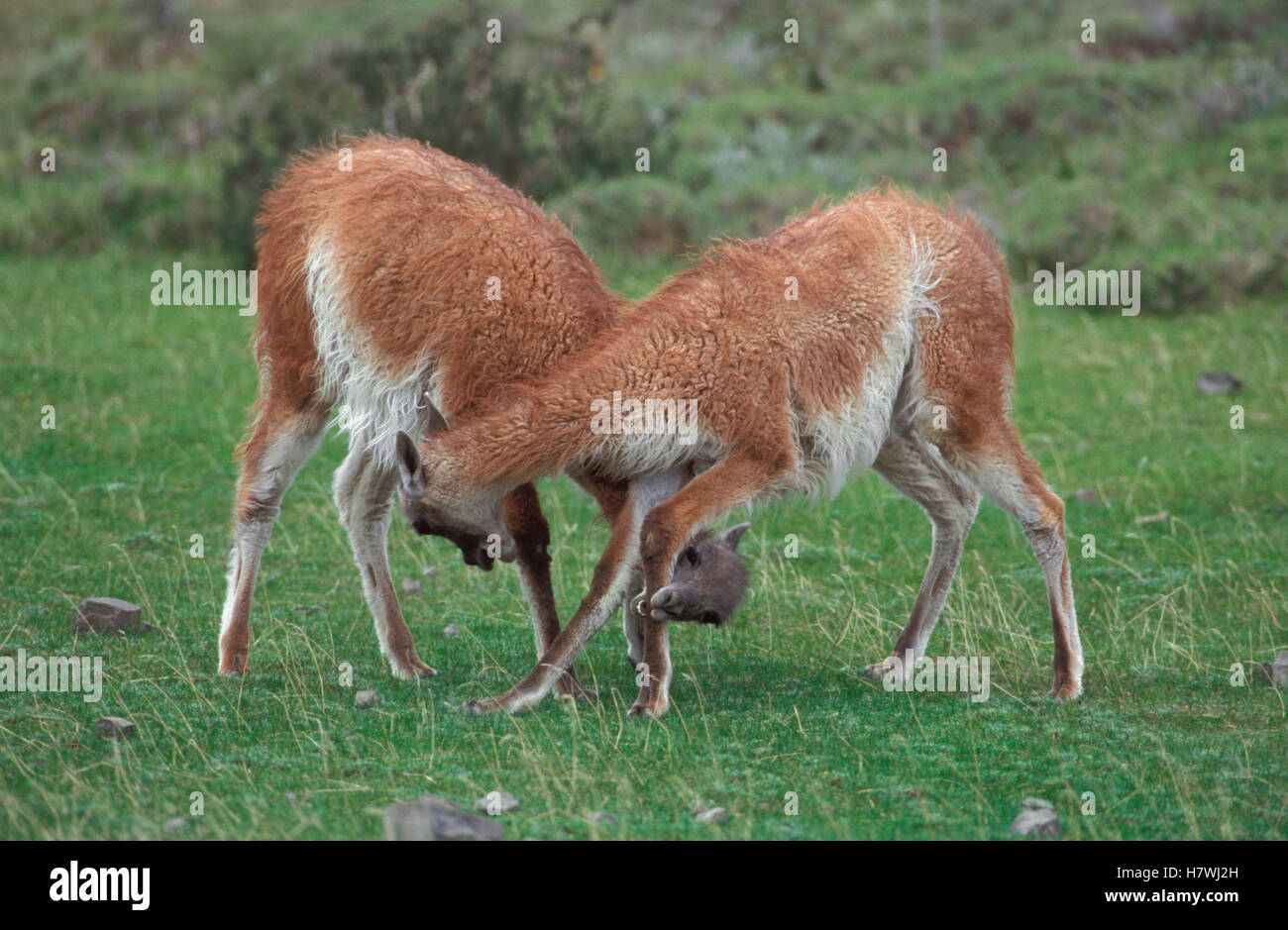Guanaco (Lama guanicoe) juveniles play-fighting, Torres del Paine ...