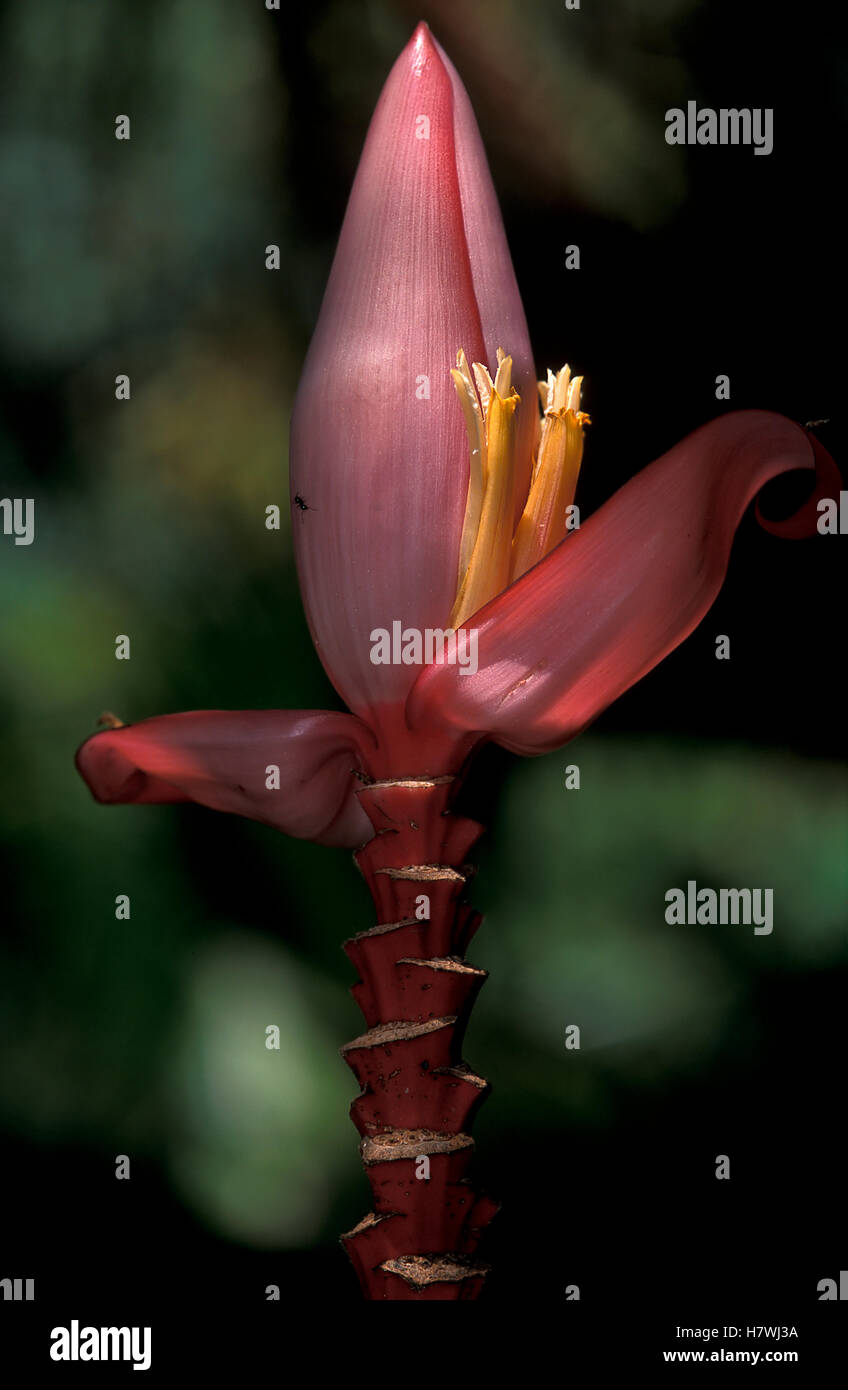 Banana (Musa paradisiaca) palm in bloom, Sydney Botanical Gardens ...