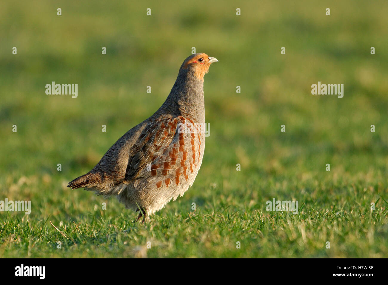 European Partridge (Perdix perdix) in meadow, Zuid Beveland ...