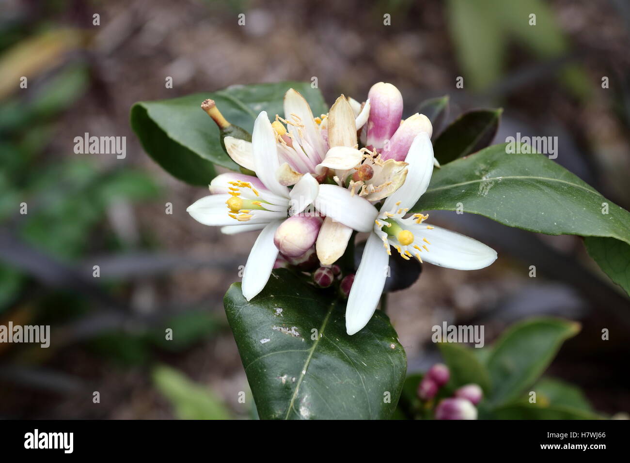 Citrus flower hi-res stock photography and images - Alamy