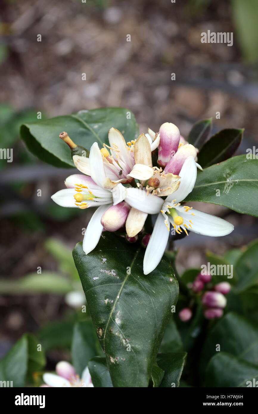 Citrus flower hi-res stock photography and images - Alamy