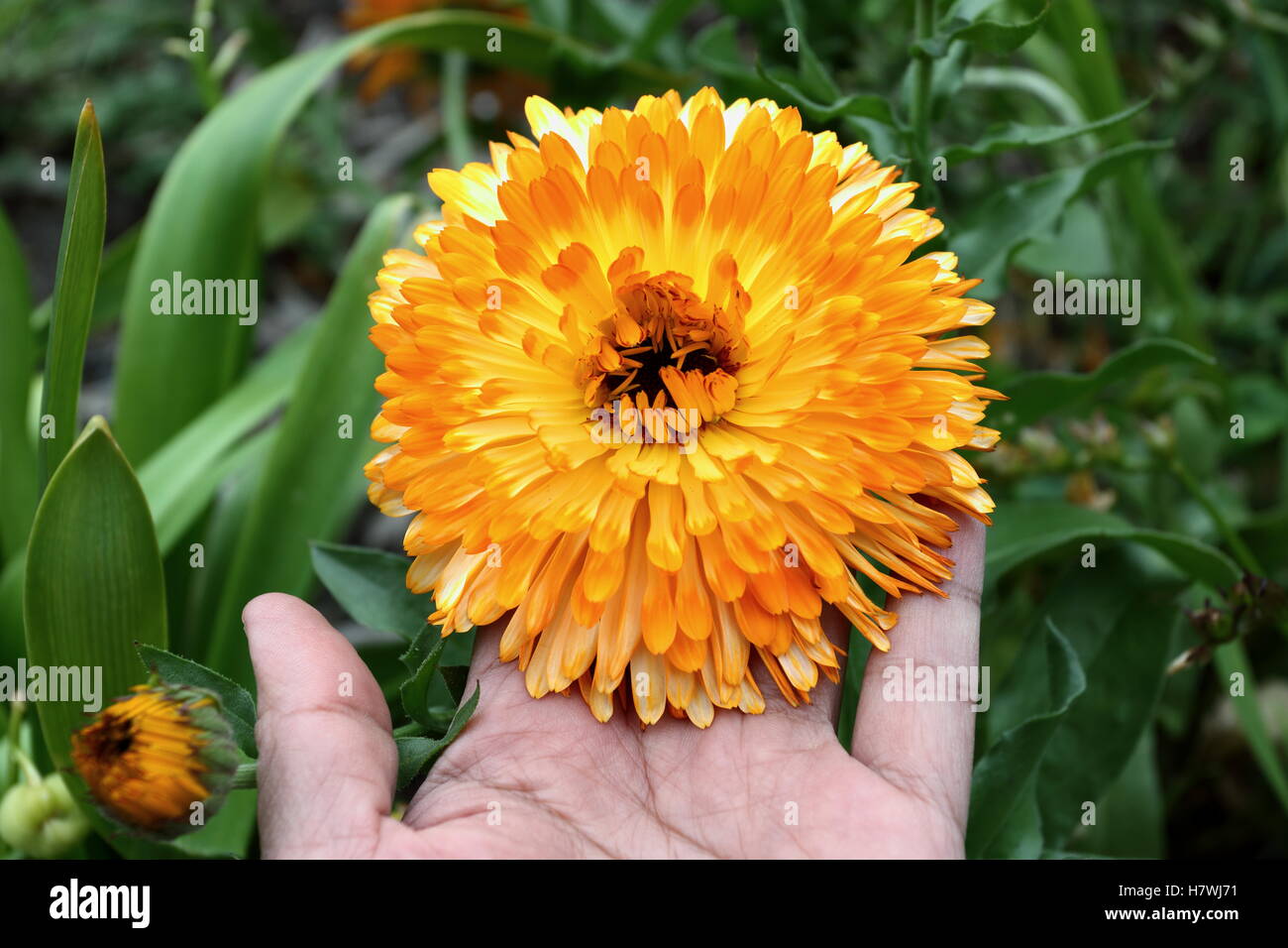 Pot Marigold or also known as Calendula officinalis in full bloom Stock ...