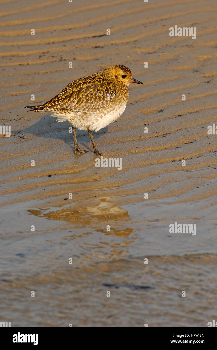 Golden Plover (Pluvialis apricaria) in winter plumage, Texel ...