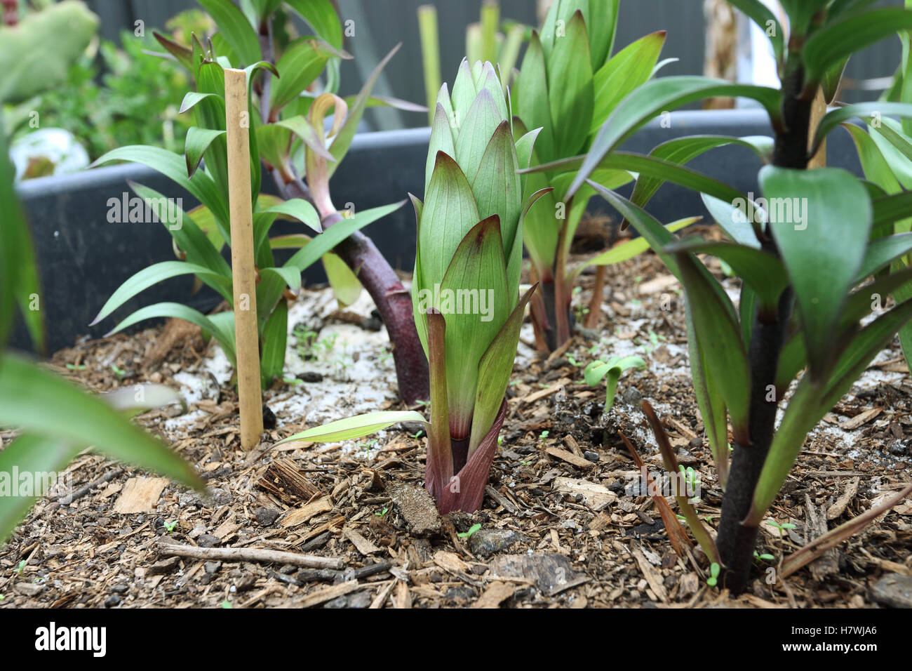 Lilium oriental pot hi-res stock photography and images - Alamy