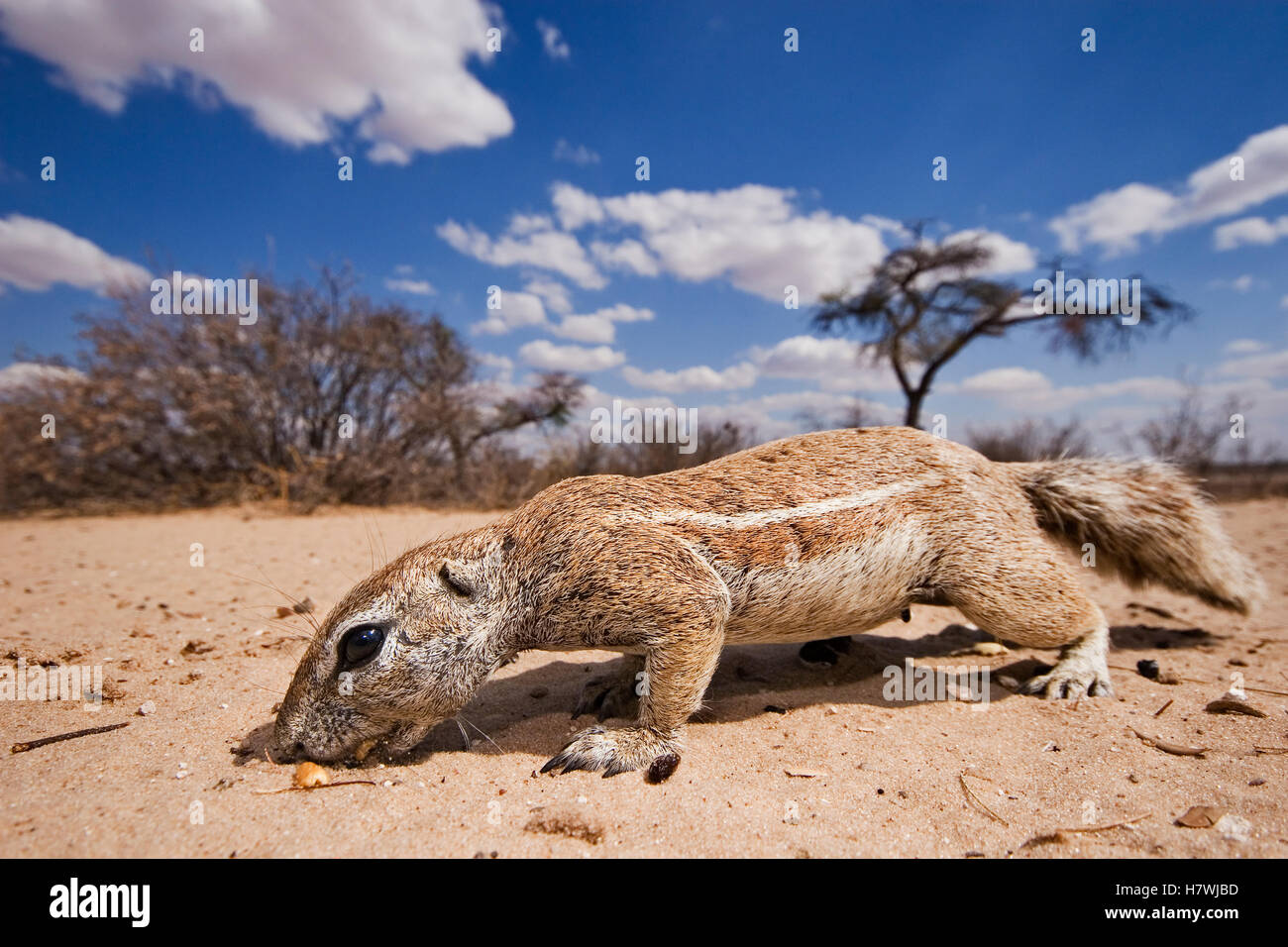 Cape Ground Squirrel (Xerus inauris) foraging in Kalahari landscape ...