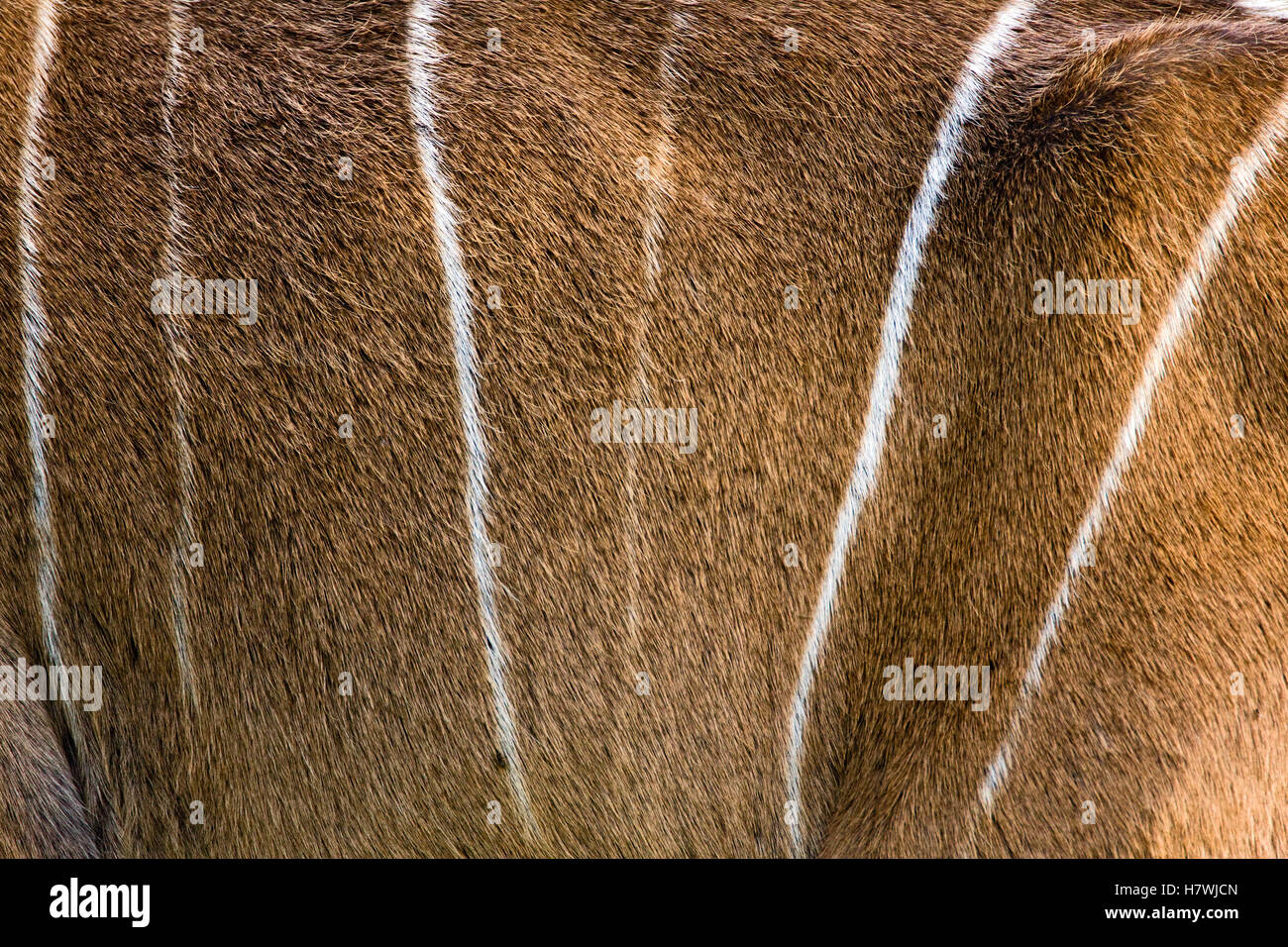 Greater Kudu (Tragelaphus strepsiceros) skin of a female, Gaborone Game ...