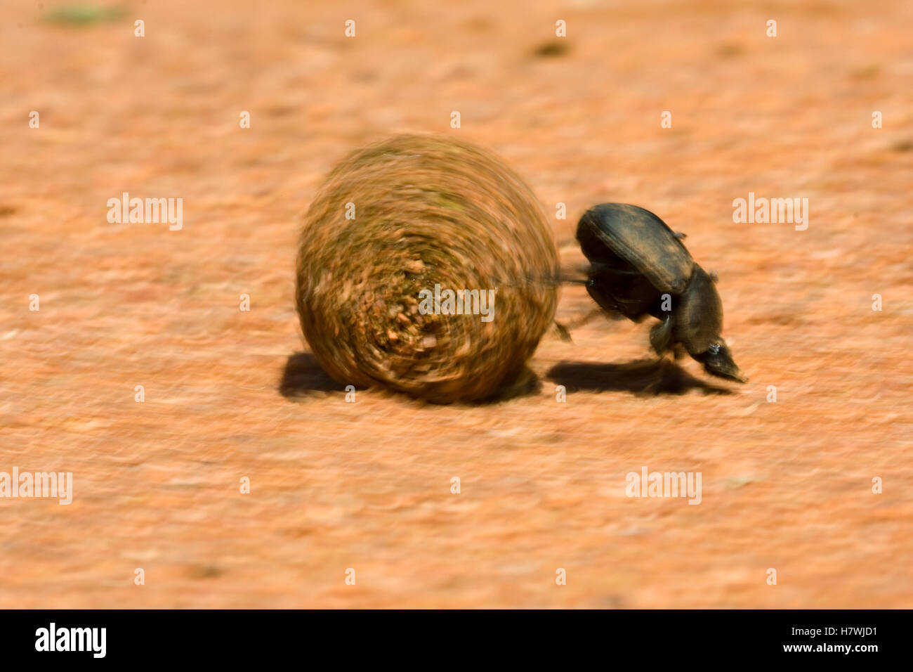 Dung Beetle (Kheper aegyptiorum) rolling a dung ball, Gaborone Game ...