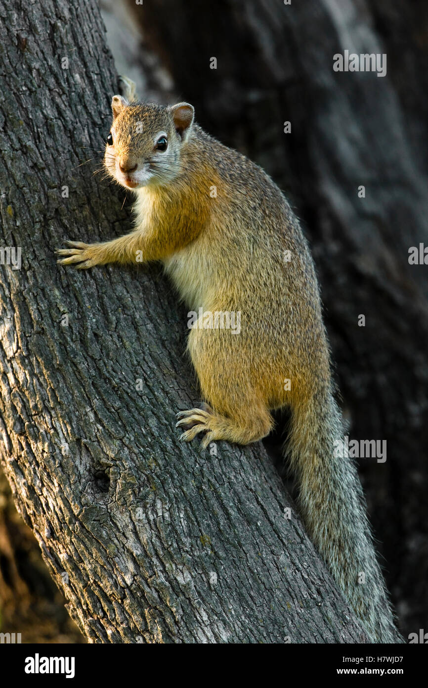 Smith's Bush Squirrel (Paraxerus cepapi) climbing a tree, Gaborone Game ...