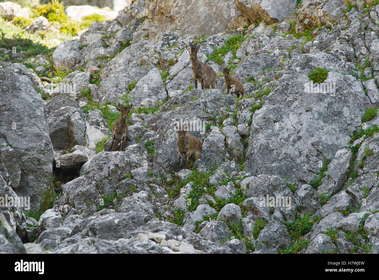 Pyrenean Ibex (Capra pyrenaica) juveniles on mountain slope, Sierra ...