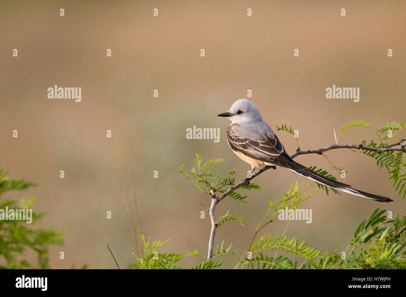 Scissor-tailed Flycatcher (Tyrannus forficatus), Texas Stock Photo - Alamy