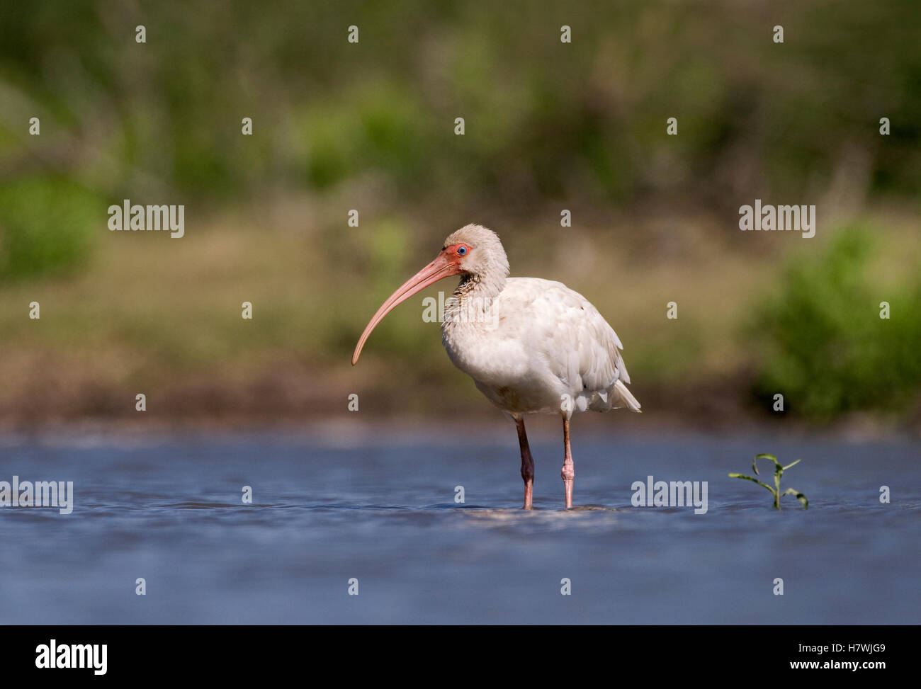 White Ibis (Eudocimus albus), Texas Stock Photo - Alamy