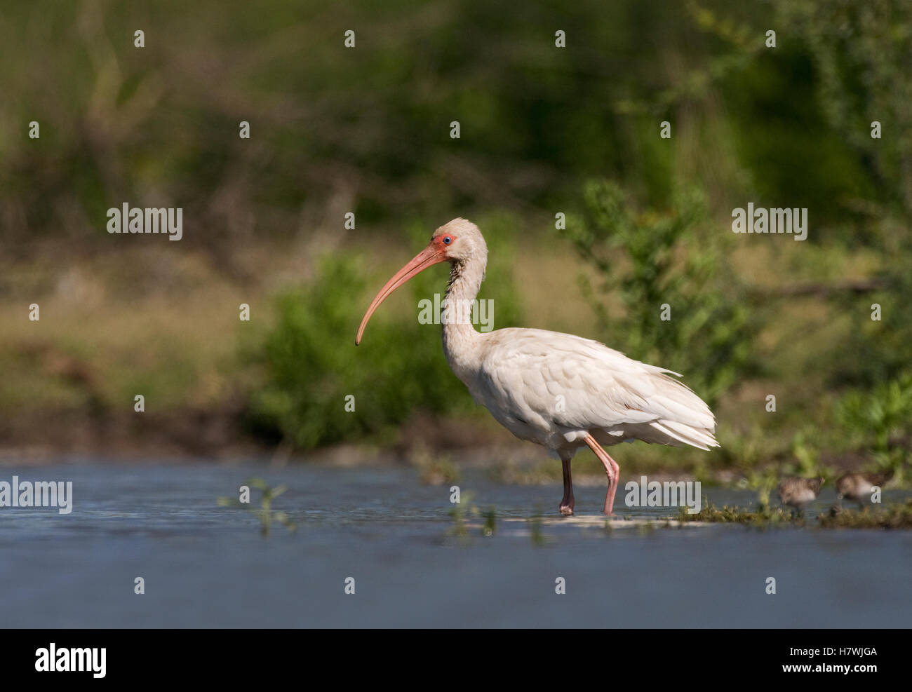 White Ibis (Eudocimus albus) wading, Texas Stock Photo - Alamy
