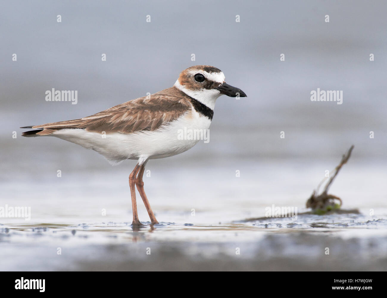 Wilson's Plover (Charadrius wilsonia), Texas Stock Photo - Alamy