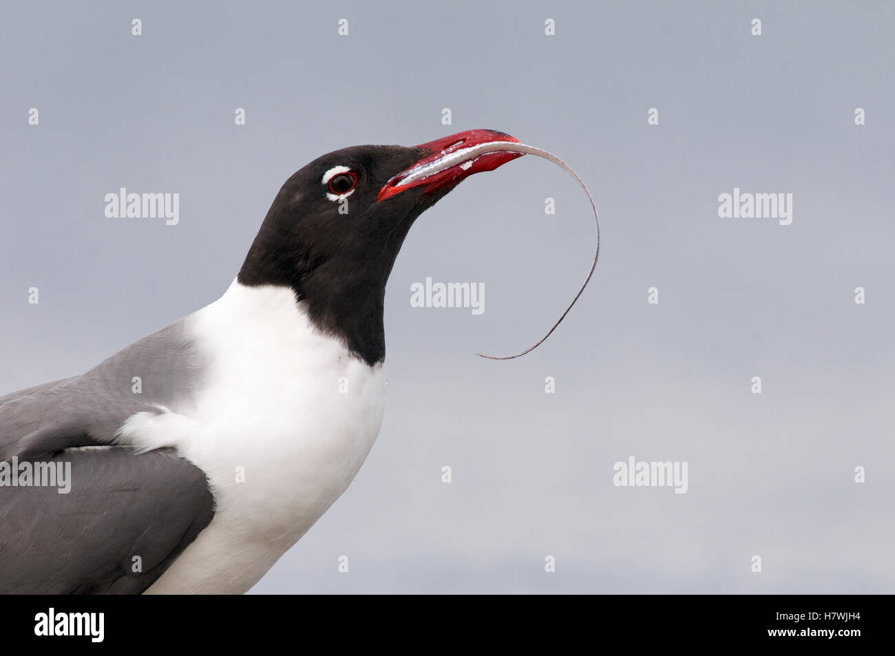 Laughing Gull (Leucophaeus atricilla) eating a fish, Texas Stock Photo ...