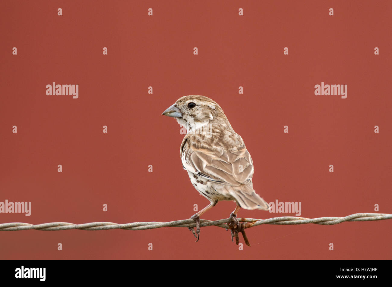Lark Bunting (Calamospiza melanocorys) female on a barbed wirefence ...