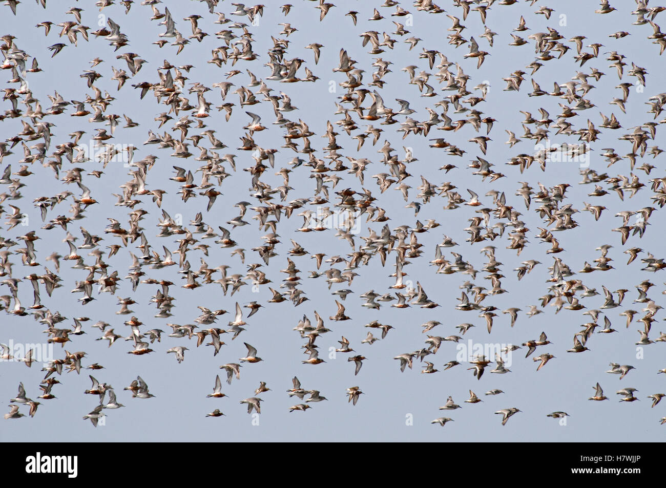 Curlew Sandpiper (Calidris ferruginea) flock flying, Zwarte Haan ...