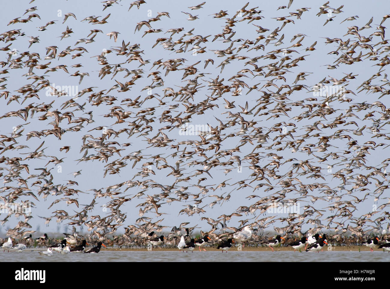 Curlew Sandpiper (Calidris ferruginea) flock flying, Zwarte Haan ...