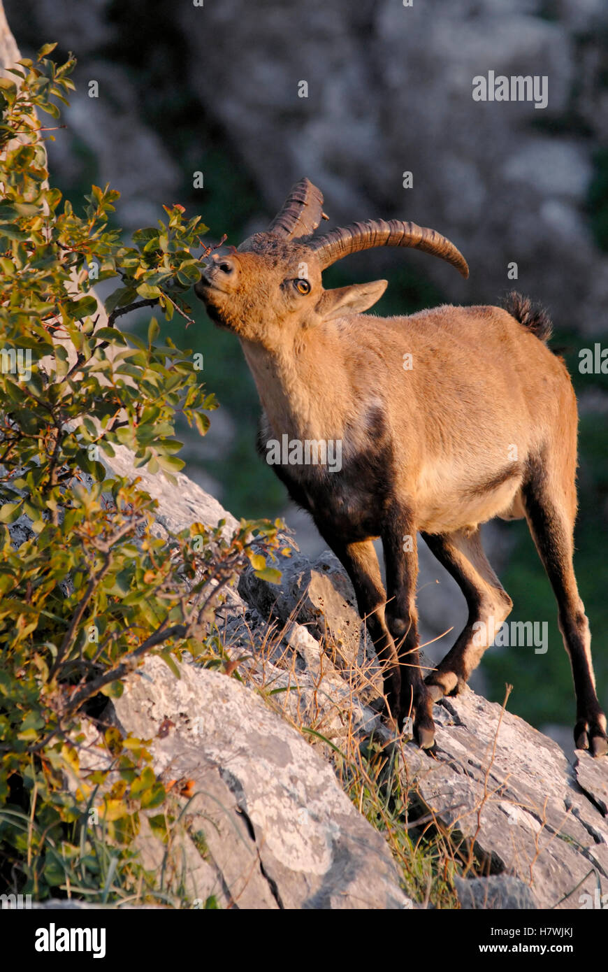 Pyrenean Ibex (Capra pyrenaica) male feeding on shrubs, Sierra ...