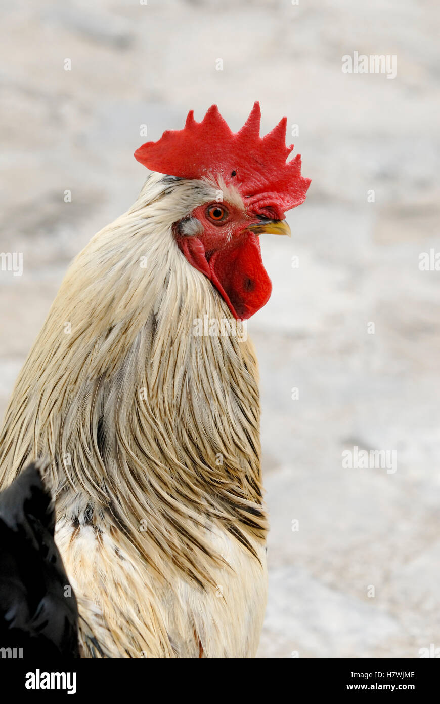 Domestic Chicken (Gallus domesticus) rooster, Ordesa National Park ...