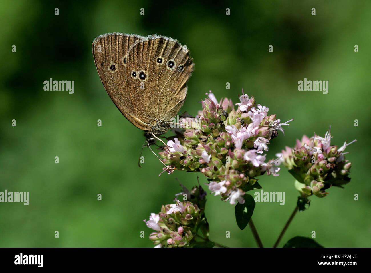 Ringlet (Aphantopus hyperantus) butterfly, Vriezenveen, Overijssel ...