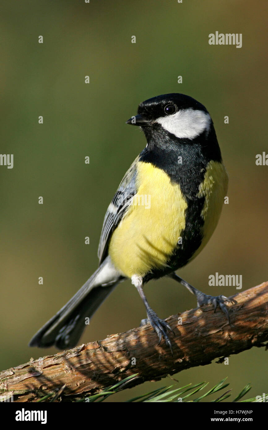 Great Tit (Parus major) male, Engbertsdijksvenen, Overijssel ...