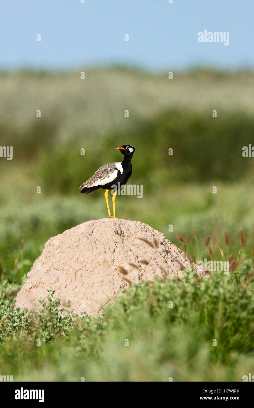 Northern Black Korhaan (Eupodotis afraoides) male on termite mound ...