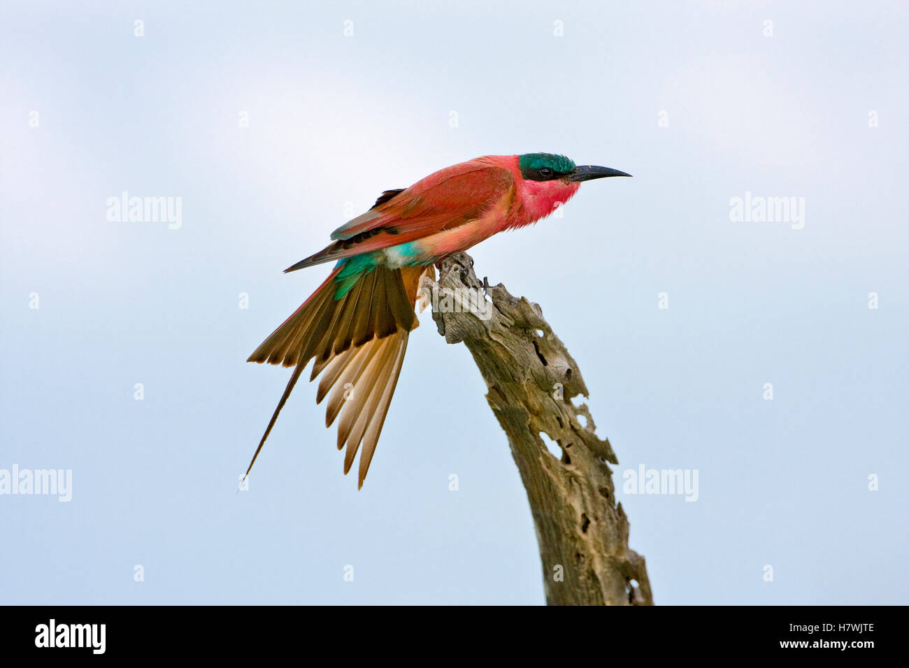 Carmine Bee-eater (Merops nubicus) stretching its wing, Moremi Game ...
