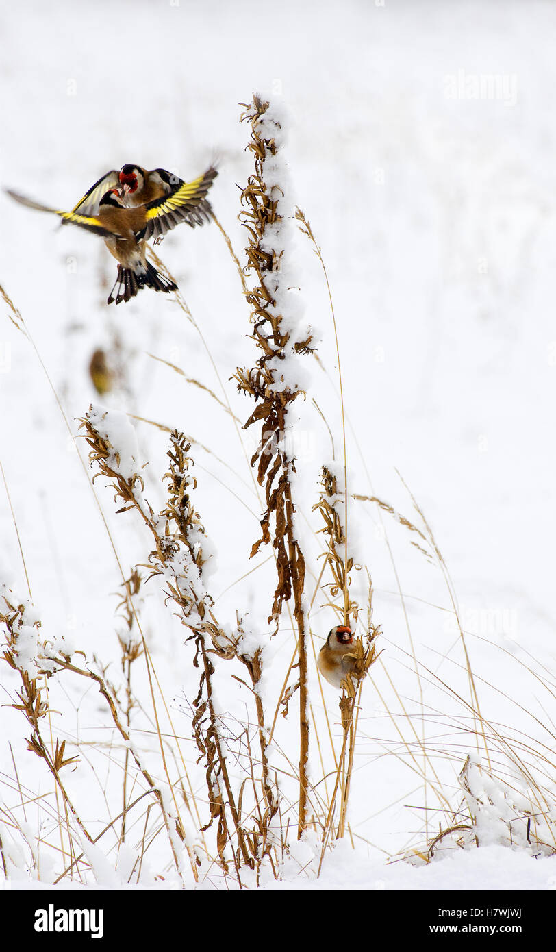 European Goldfinch (Carduelis carduelis) pair flying near a withered ...