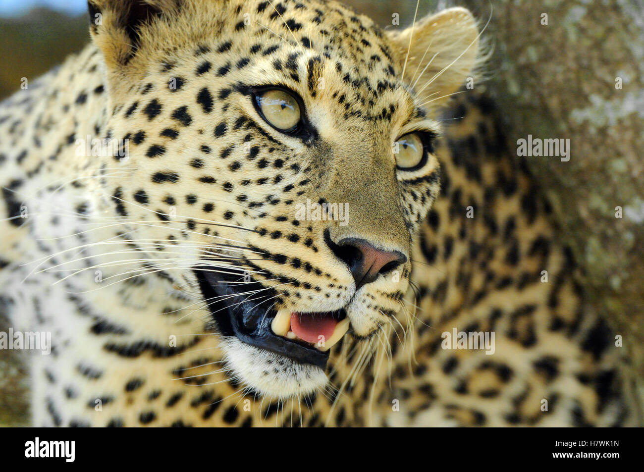 Leopard (Panthera pardus) female, Serengeti National Park, Tanzania ...