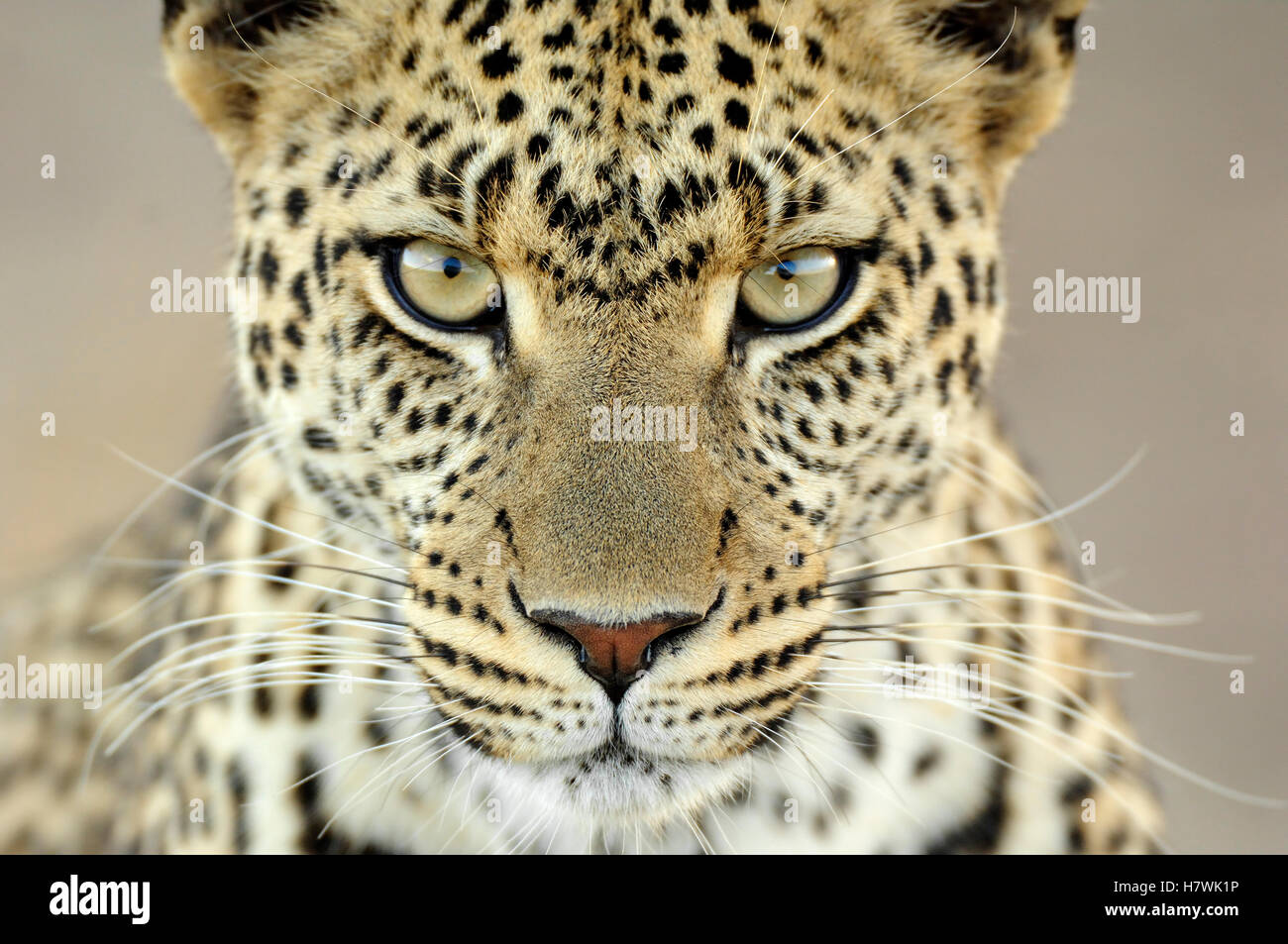Leopard (Panthera pardus) female, Serengeti National Park, Tanzania ...