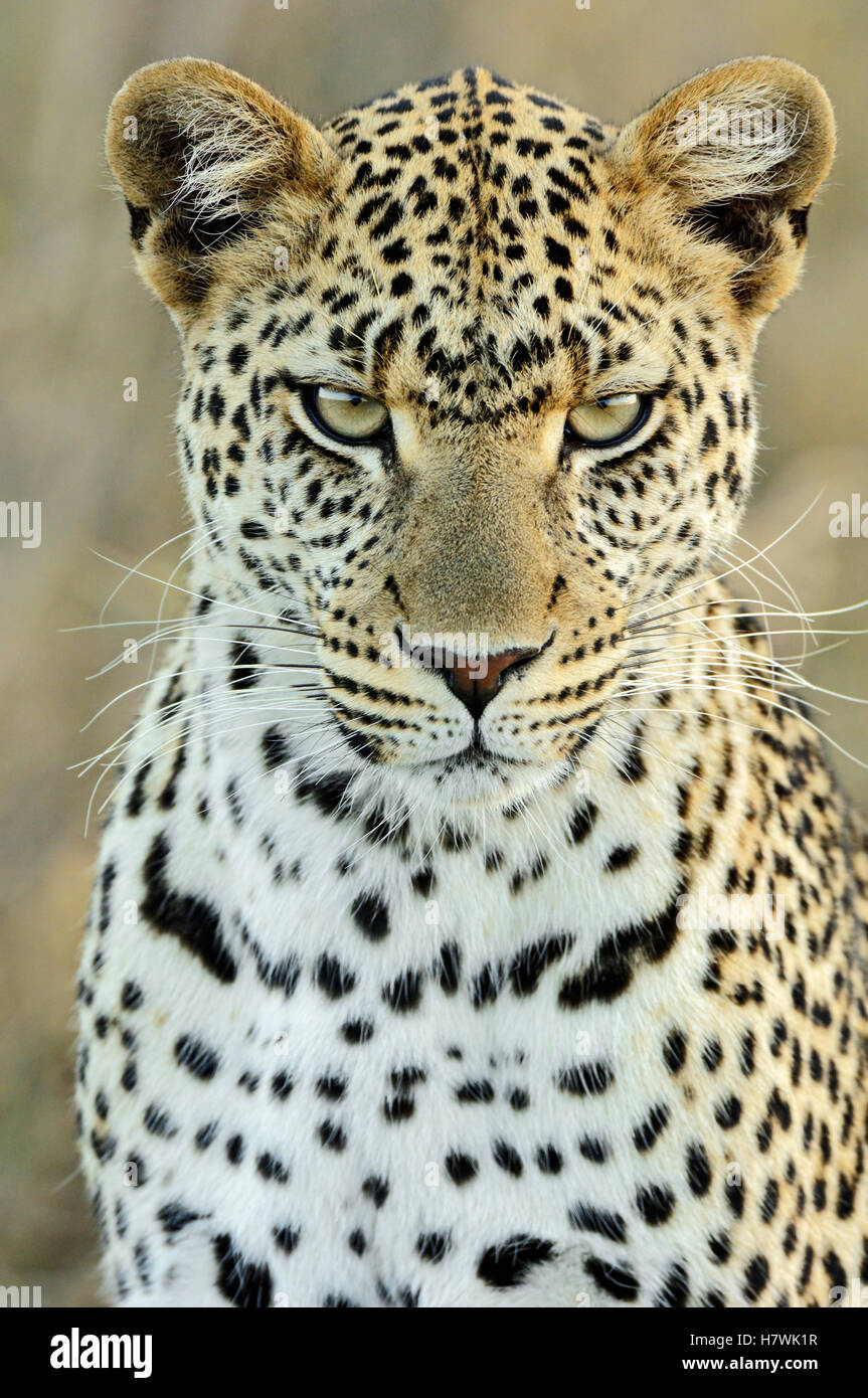 Leopard (Panthera pardus) female, Serengeti National Park, Tanzania ...