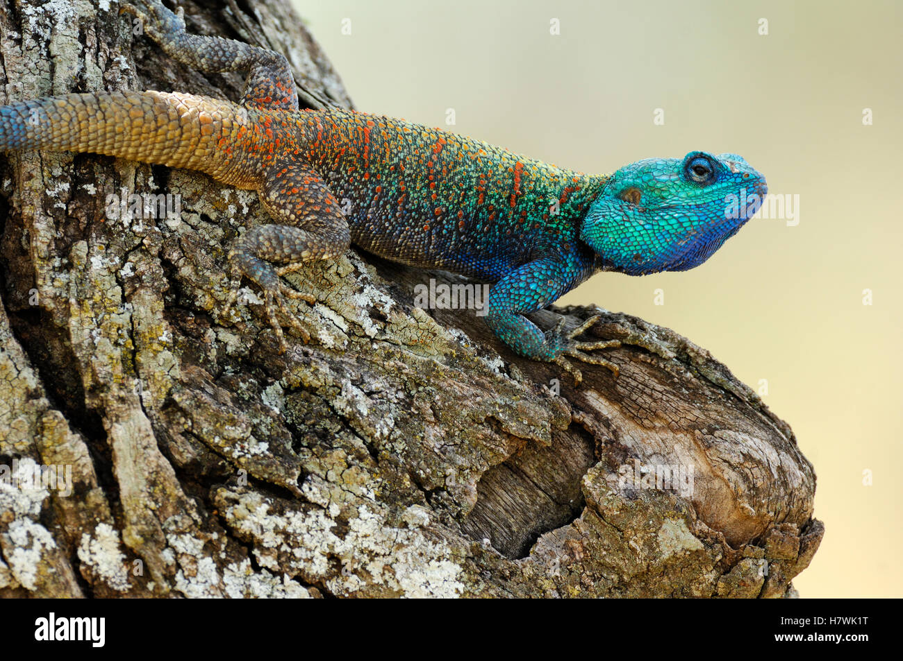 Southern Tree Agama (Acanthocercus atricollis) in tree, Serengeti ...