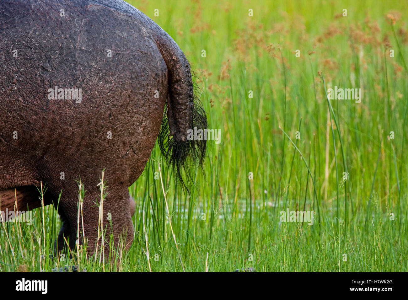 Hippopotamus (Hippopotamus amphibius) tail, Moremi Game Reserve ...