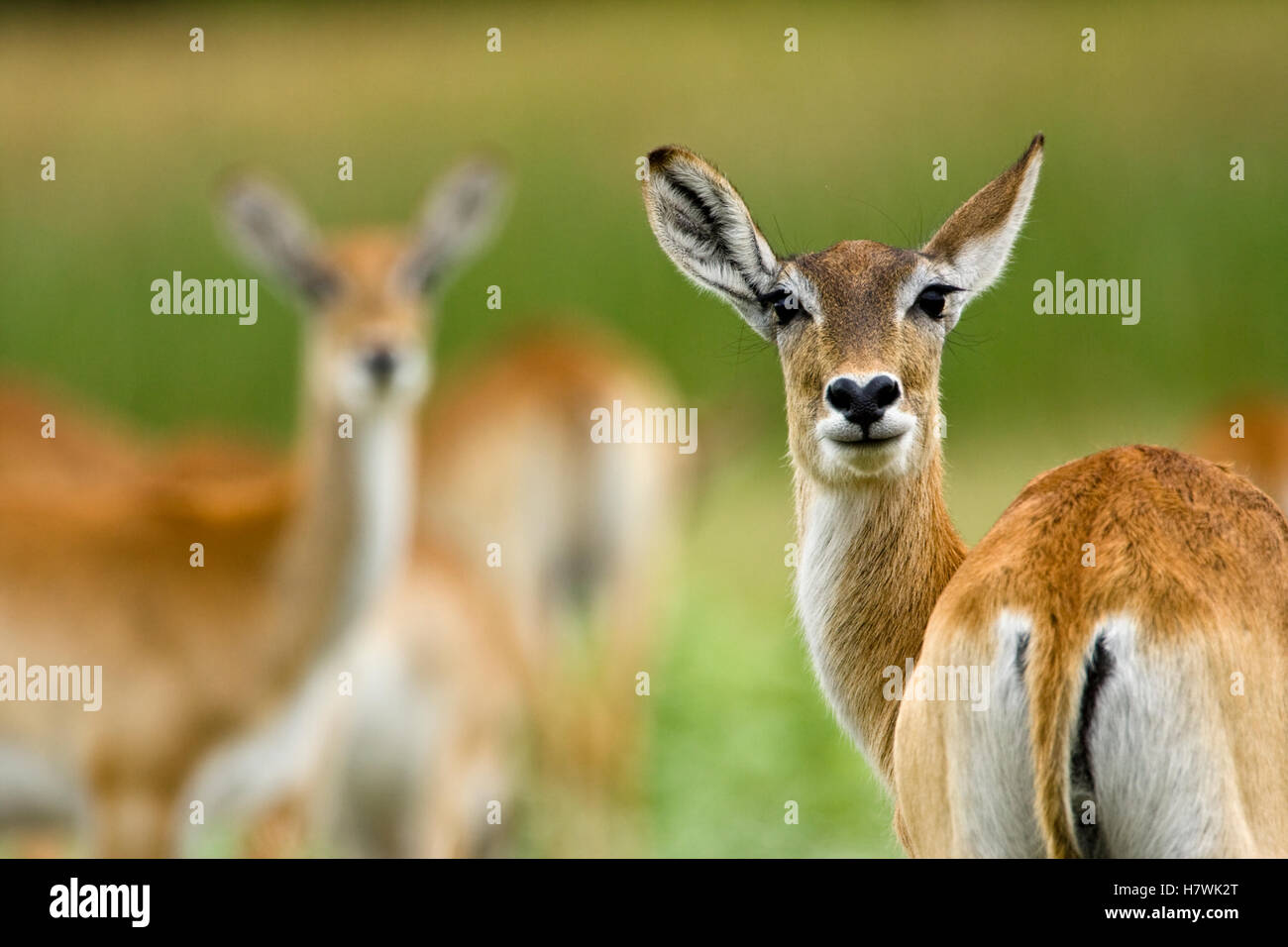 Lechwe (Kobus leche) female on the Khwai River floodplain, looking back ...