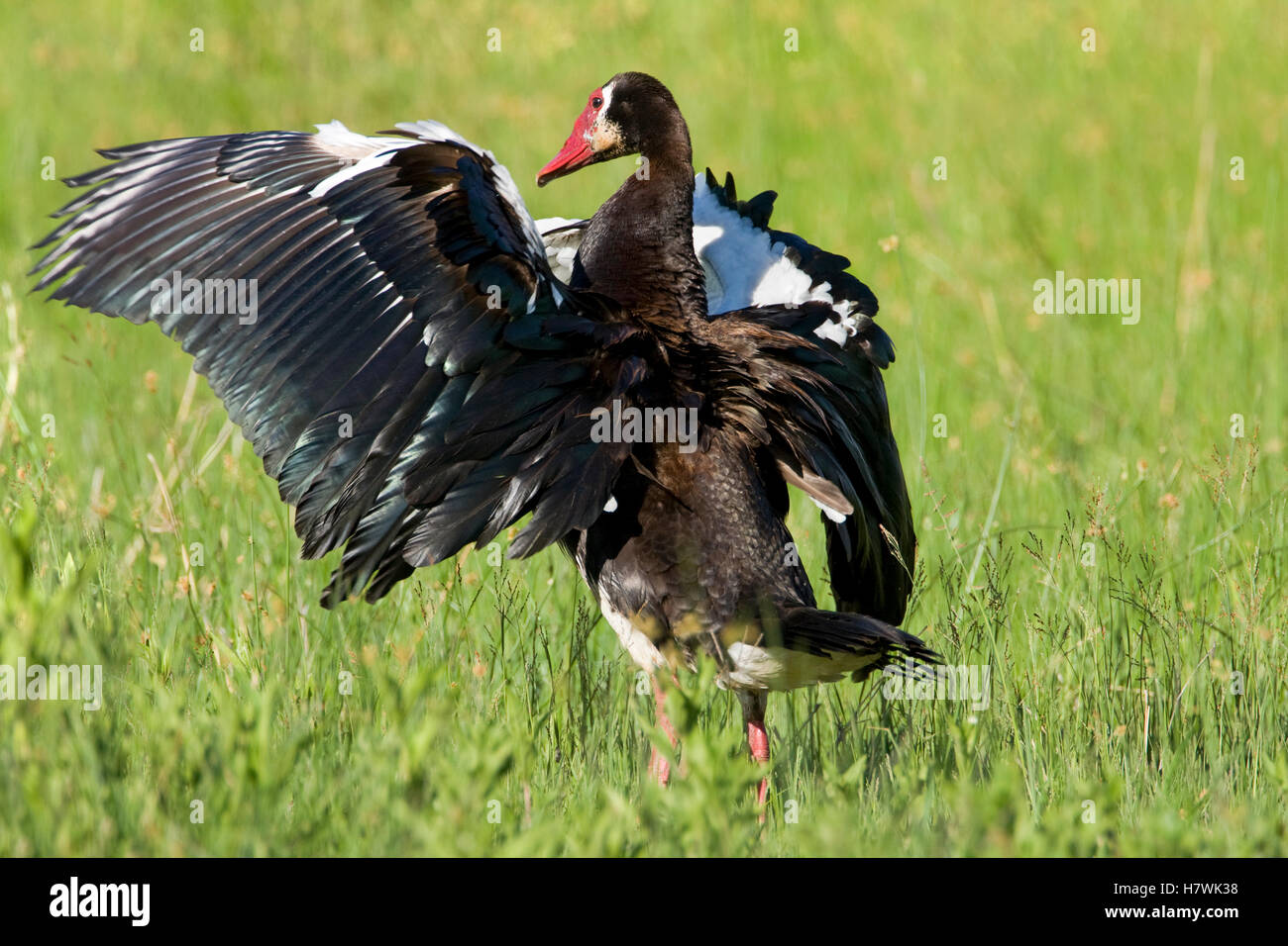 Spur-winged Goose (Plectropterus gambensis) flapping its wings, Moremi ...