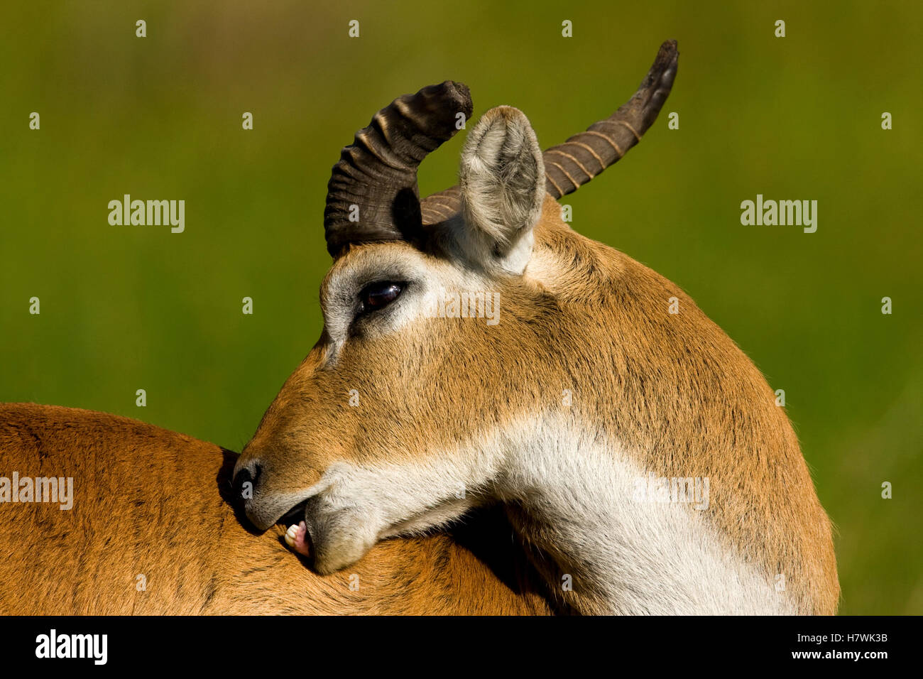 Lechwe (Kobus leche) male biting its itchy back, Moremi Game Reserve ...