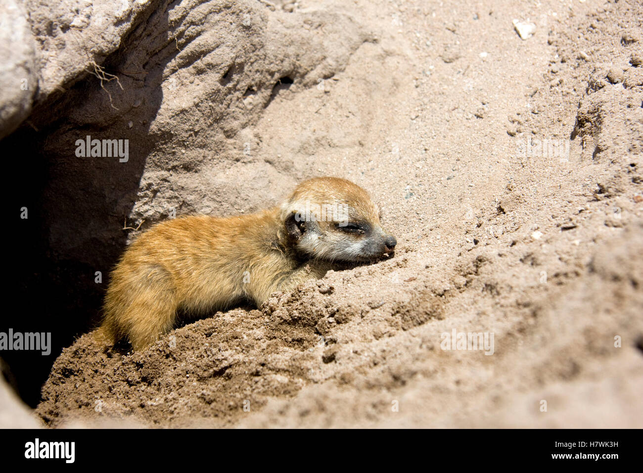 Meerkat (Suricata suricatta) baby at burrow entrance, Gweta ...