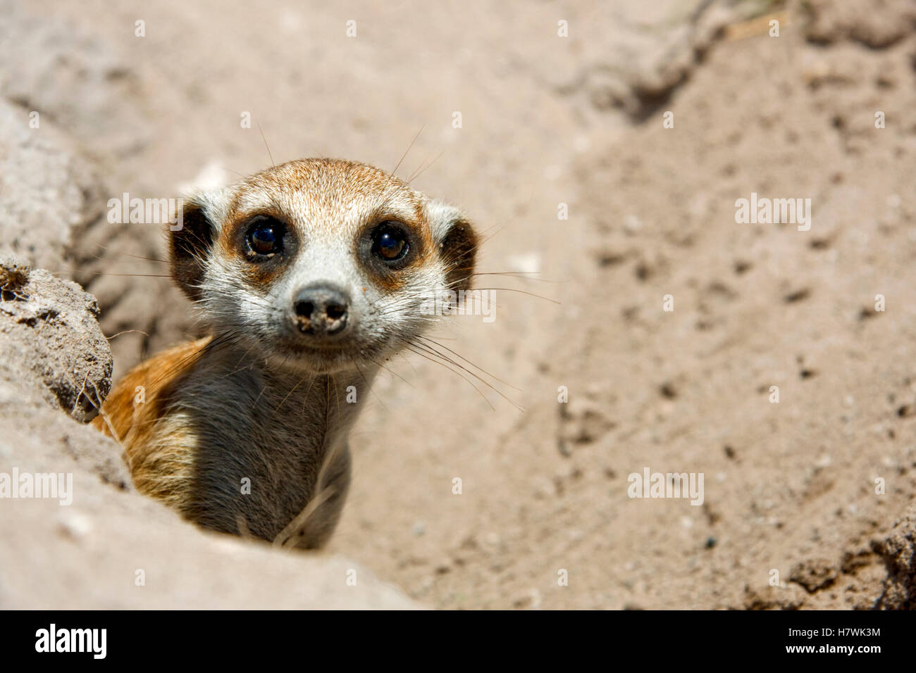 Meerkat (Suricata suricatta) sticking its head outside the burrow ...
