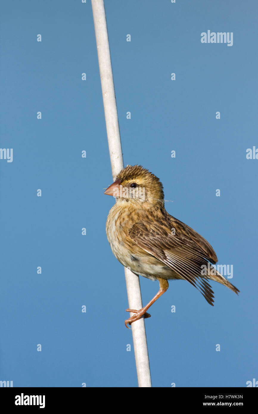Red Bishop (Euplectes orix) female with small grass helm in beak ...