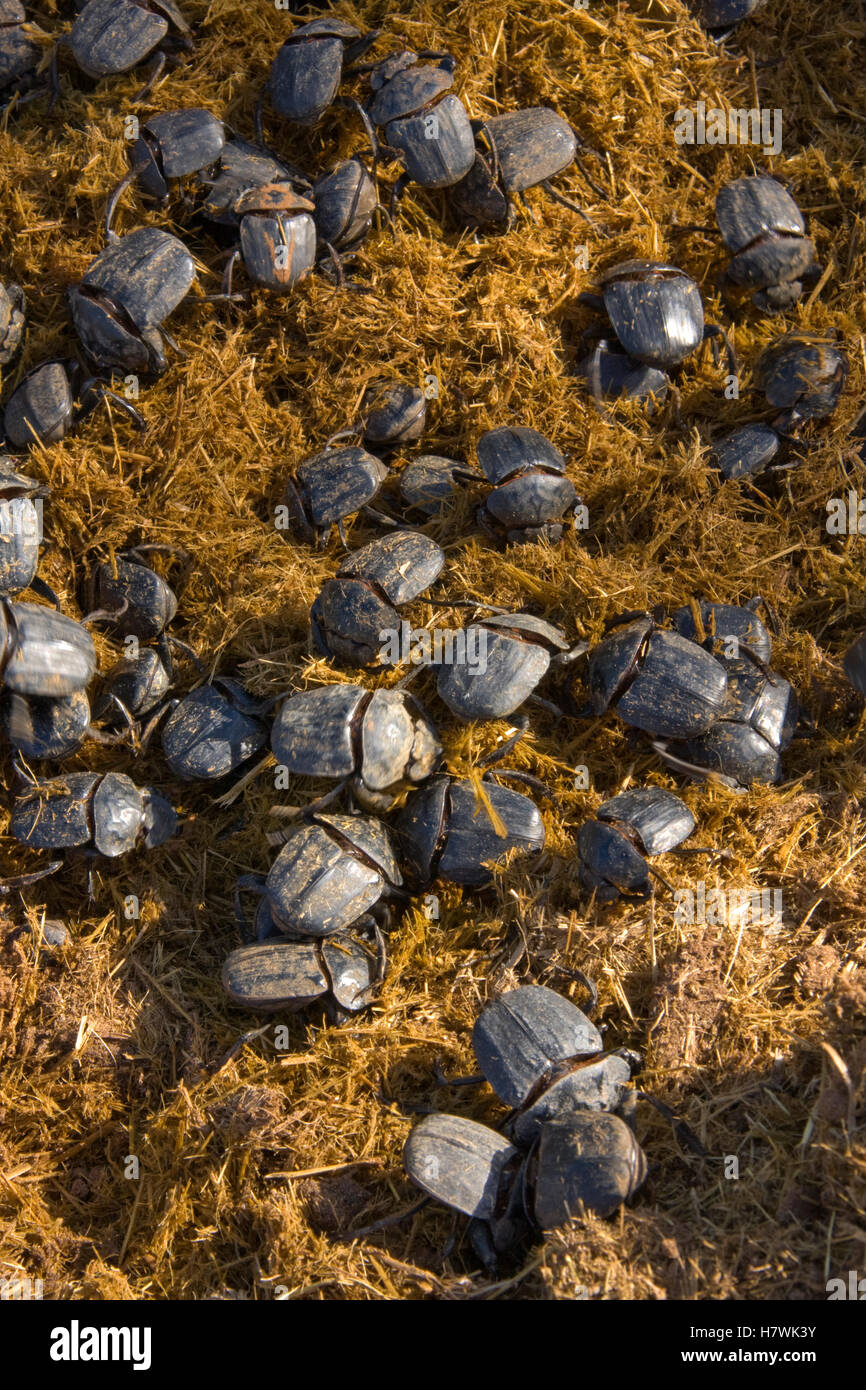 Dung Beetle (Kheper aegyptiorum) group on heap of dung, Khama Rhino ...