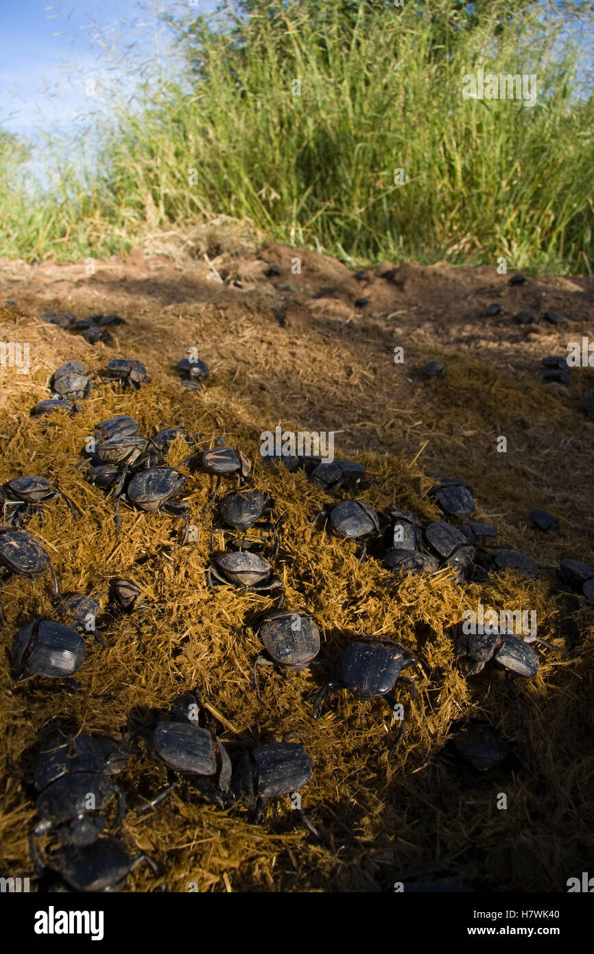 Dung Beetle (Kheper aegyptiorum) on a heap of dung, Khama Rhino ...