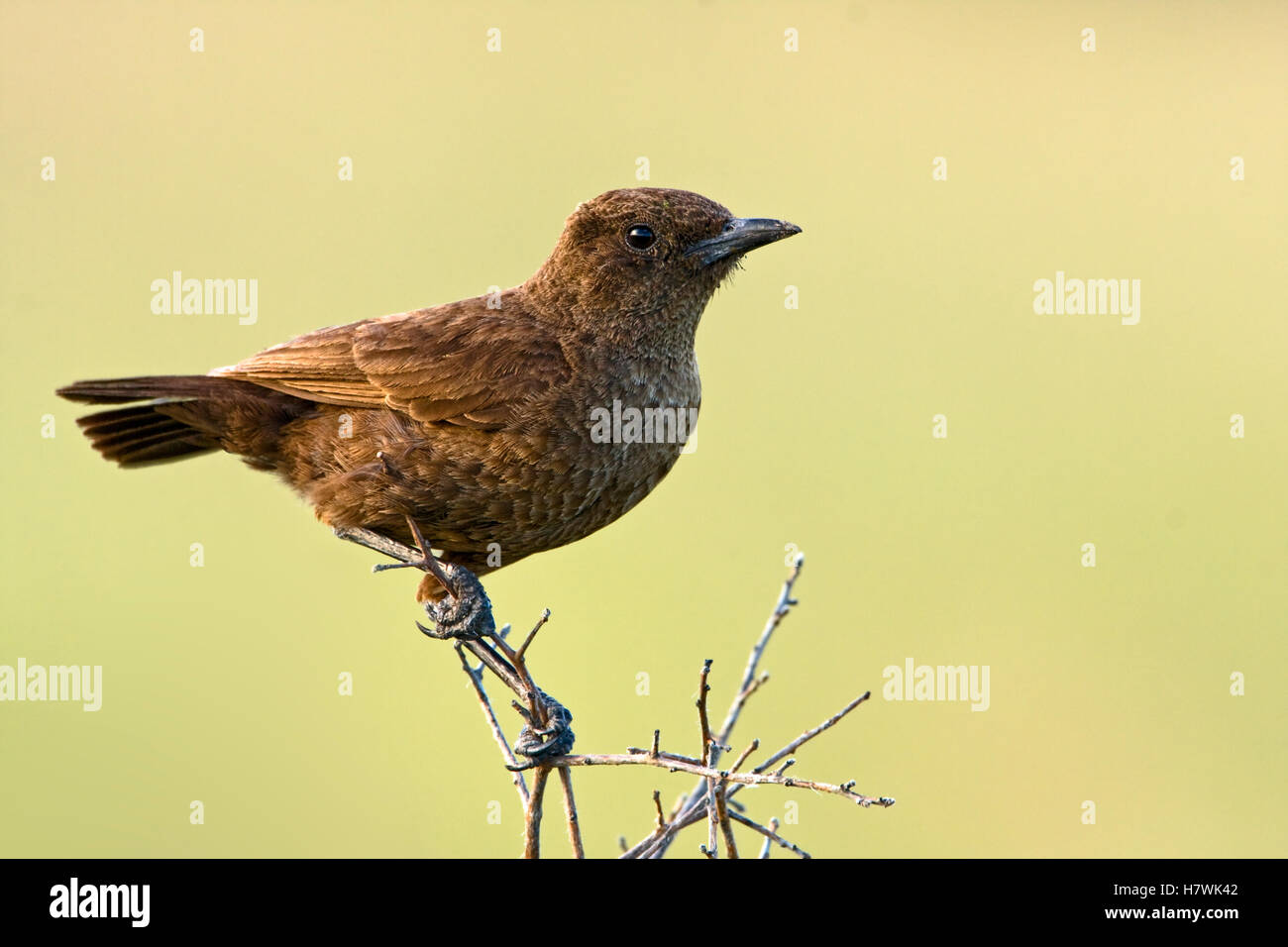 Southern Anteater-Chat (Myrmecocichla formicivora), Khama Rhino Sanctuary, Serowe, Botswana ...