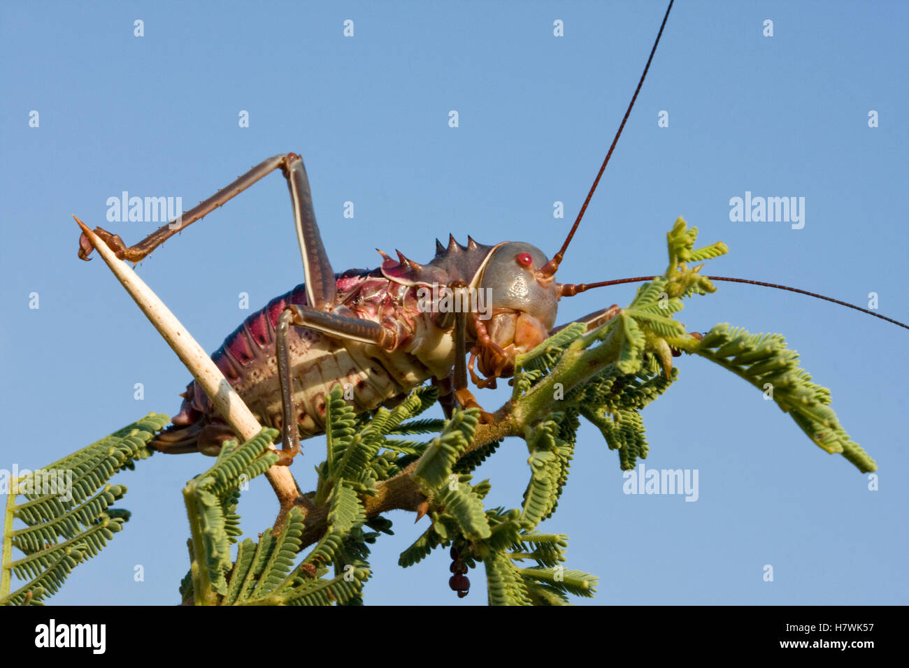 Koringkriek Armored Bush Cricket (Acanthoplus armativentris) on a ...