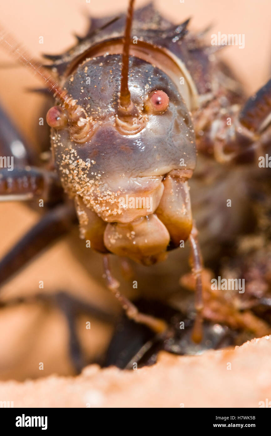 Koringkriek Armored Bush Cricket (Acanthoplus armativentris) portrait ...